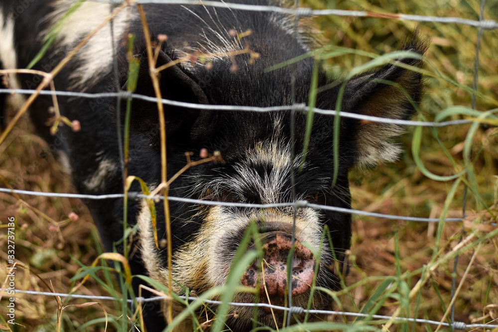 Kunekune hairy black and white pig Stock Photo | Adobe Stock