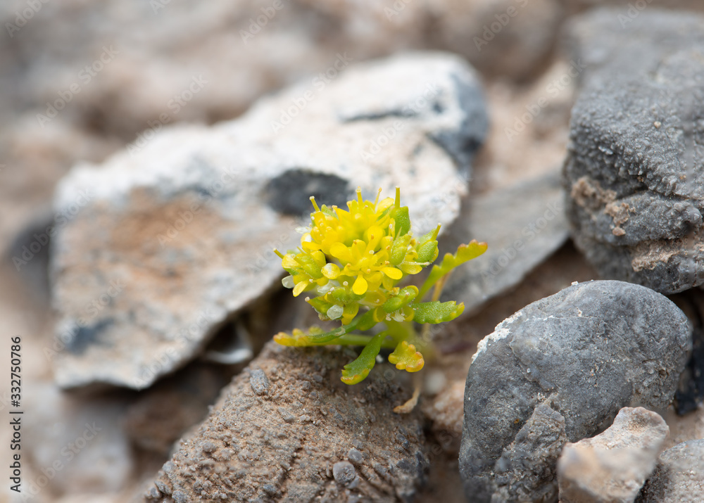 Foto de Yellow Pepperweed (Lepidium flavum) is a very small yellow ...