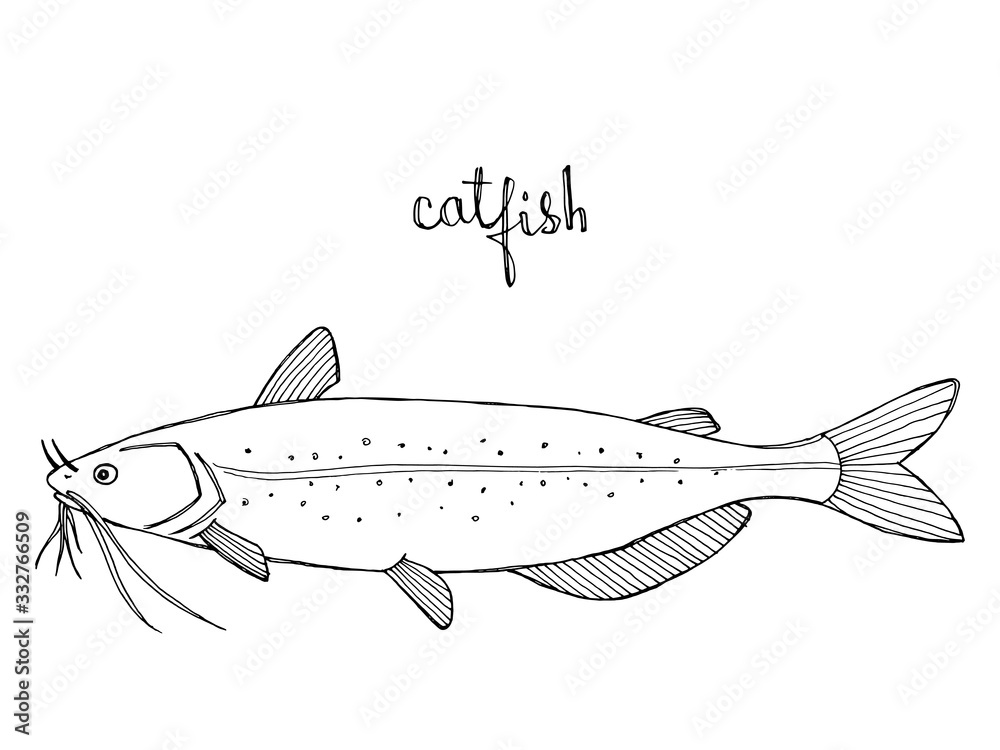 Catfish. Seafood design elements. Seafood menu, poster, label etc. Hand ...