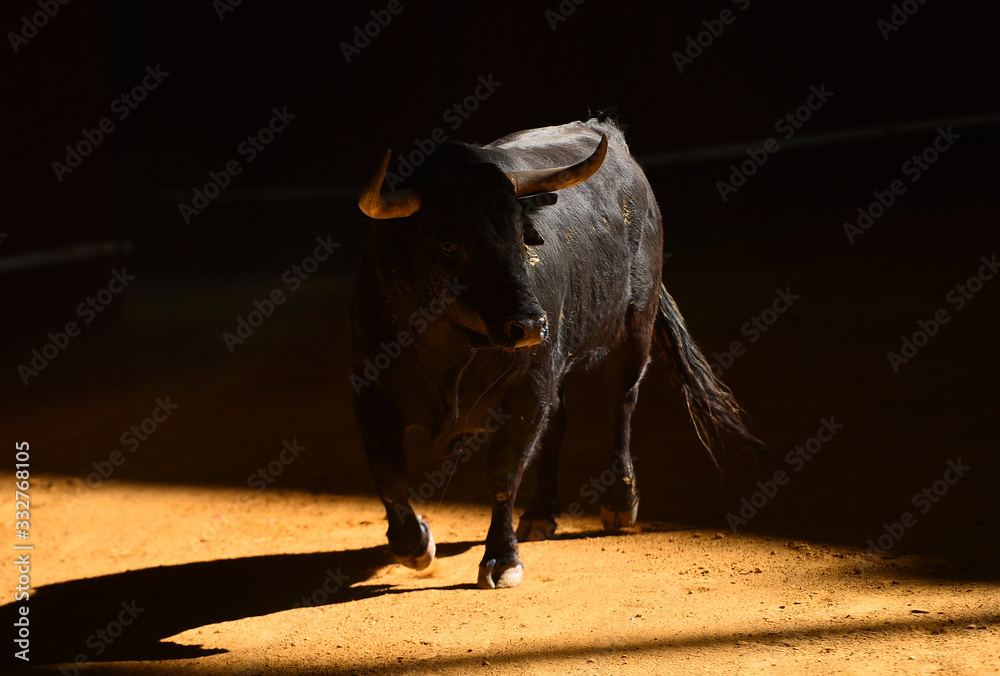 toro español con grandes cuernos en un tradicional espectáculo de toreo ...