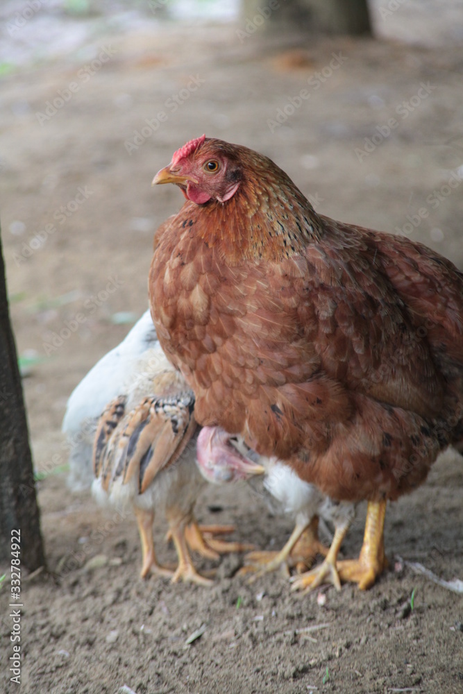 Gallina y pollito Stock Photo | Adobe Stock