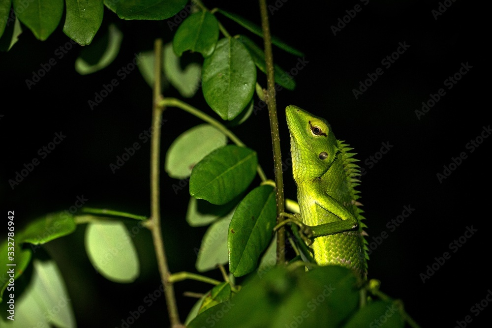 Green Garden Lizard at Sinharaja rain frest reserve in Sri Lanka ...