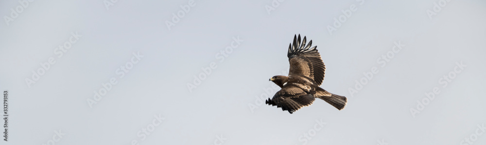 Booted Eagle Dark