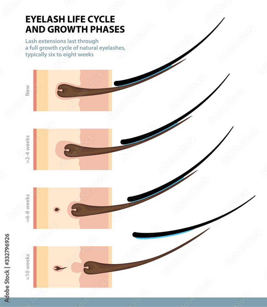 Eyelash Life Cycle and Growth Phases. How Long Do Eyelash Extensions Stay On. Macro Side View ...