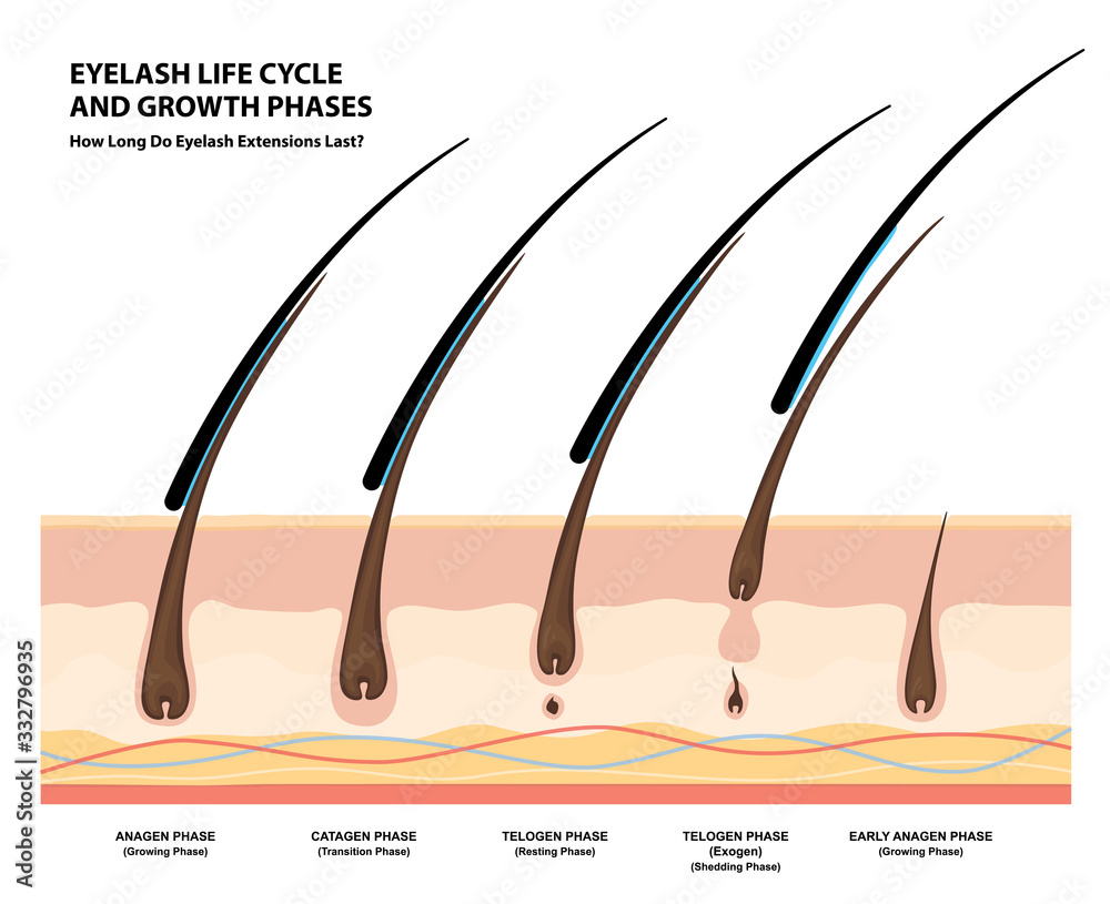 Eyelash Life Cycle and Growth Phases. How Long Do Eyelash Extensions ...