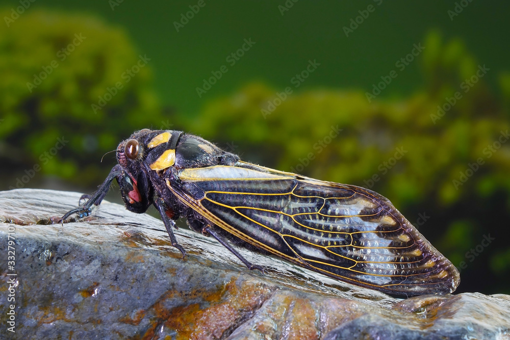 Cicada : Blue butterfly-wings cicada (Distantalna splendida) is a ...