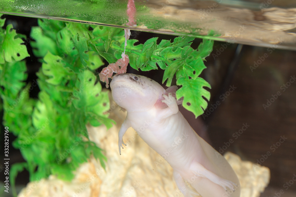 pink axolotl eats meat Stock Photo | Adobe Stock