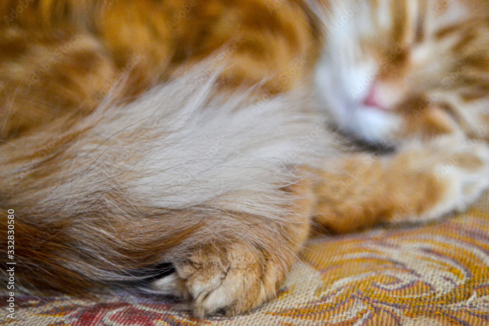 red- haired domestic furry cat sleeps on a chair curled up in a ball ...