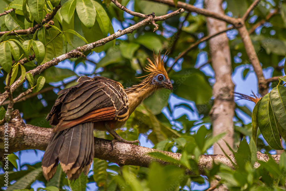 The hoatzin (Opisthocomus hoazin), is a species of tropical bird found ...