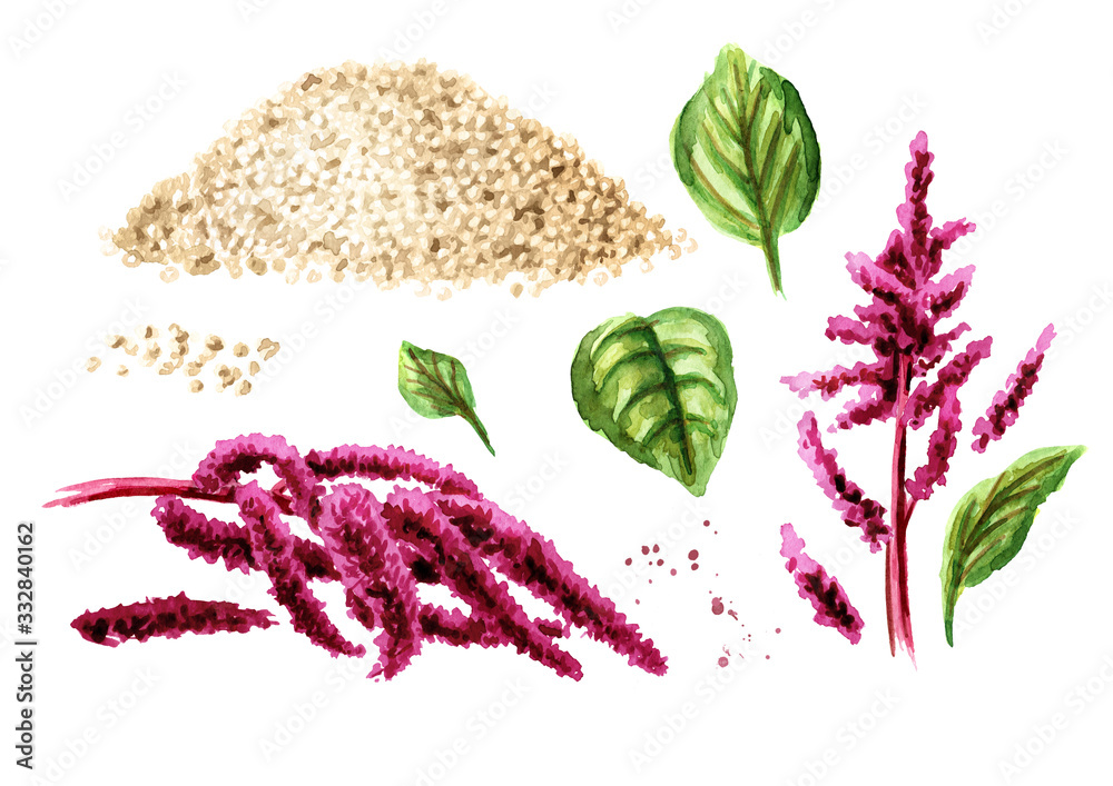 Amaranth plant with seeds set. Hand drawn watercolor illustration ...