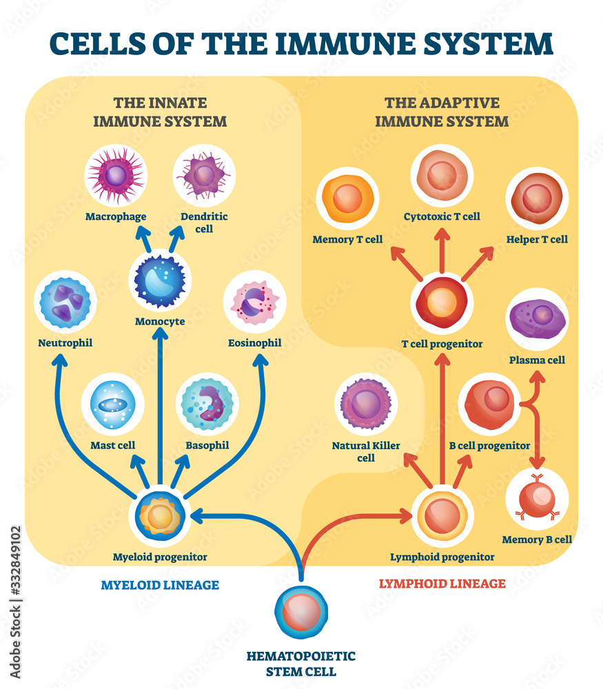 Immune System Cells Vector Illustration Labeled Educational Division Immune System Cells Vector Illustration Labeled Educational Division