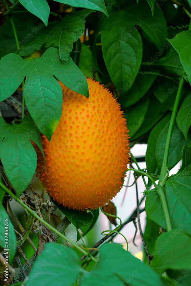 gac fruit on the tree, food background, tropical fruit Stock Photo ...