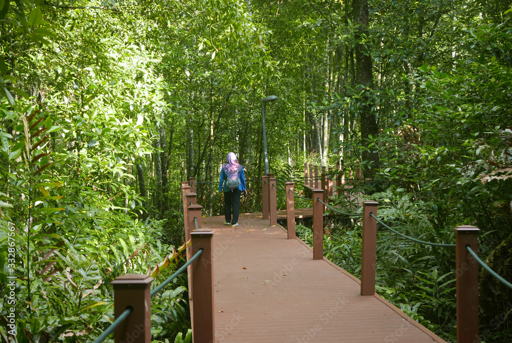 A walkway of mangrove swamp reserve park located at Kuala Sepetang ...