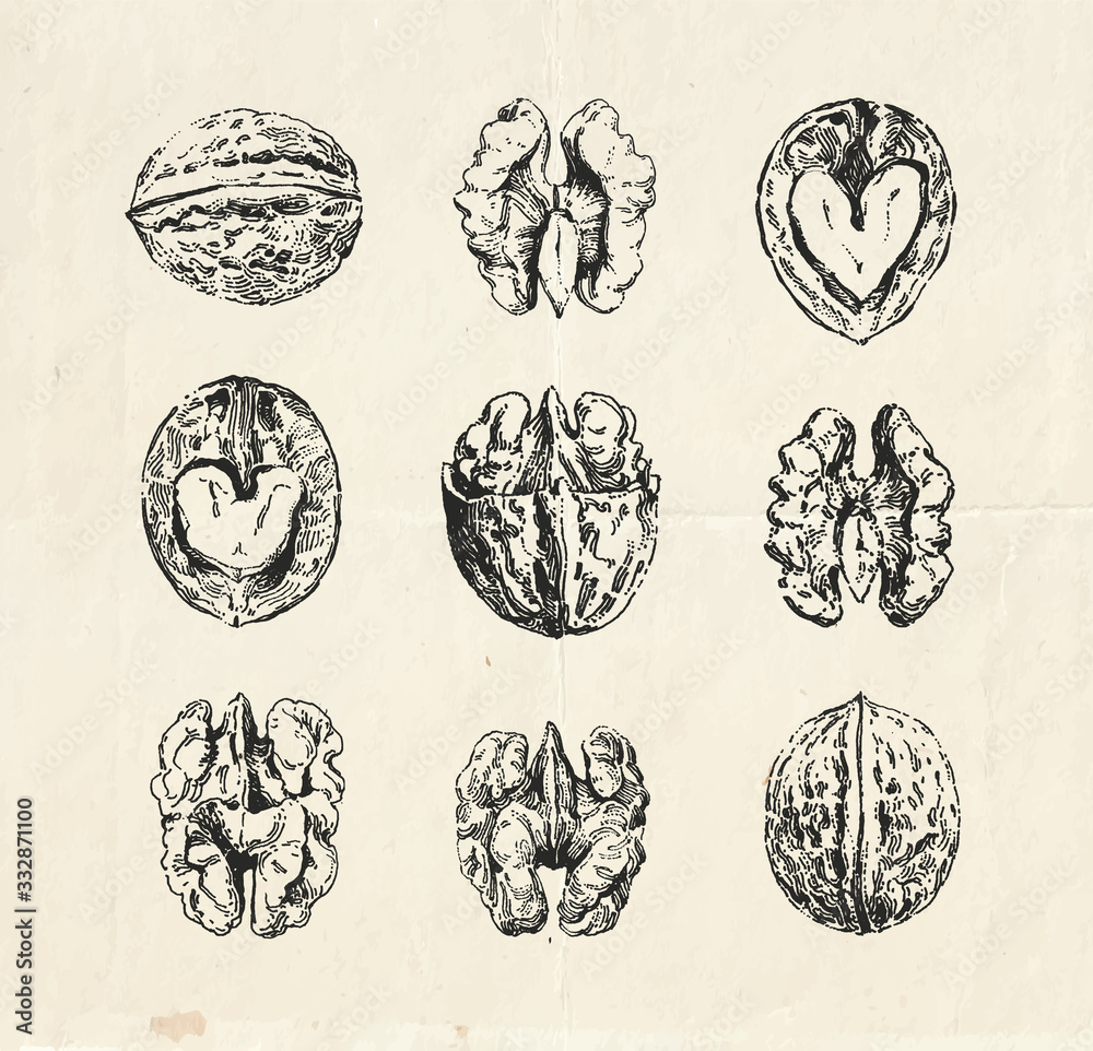 Hand drawn set, vintage drawings of walnuts Stock Vector | Adobe Stock