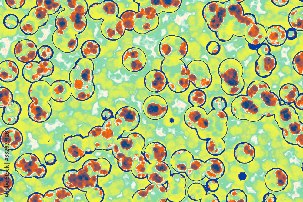 Shape of bacterial cell: cocci, bacilli, spirilla bacteria Stock ...