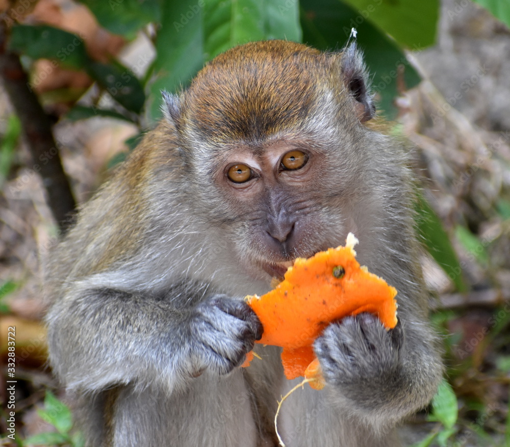 Cute macaque monkey eating an orange in the jungle Stock Photo | Adobe ...