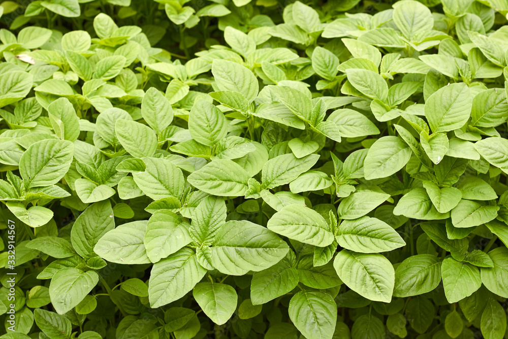 Green amaranth young fresh growth background, leaf vegetable, cereal ...