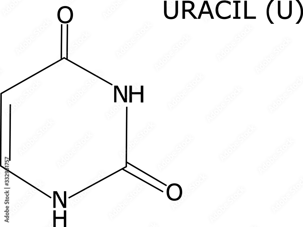 Uracil molecular structure isolated on white background, with its name ...