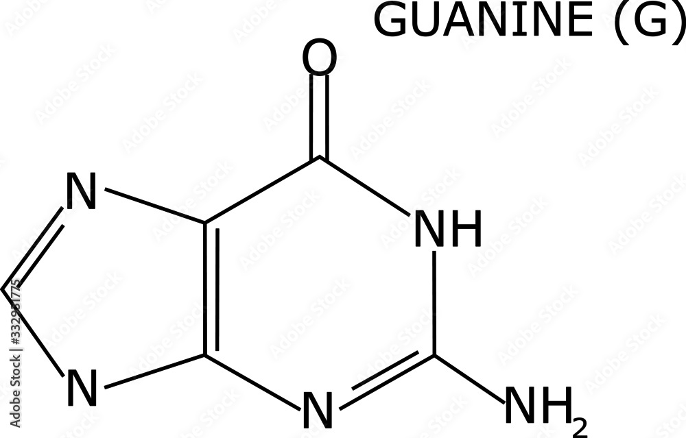 Guanine molecular structure isolated on white background, with its name ...