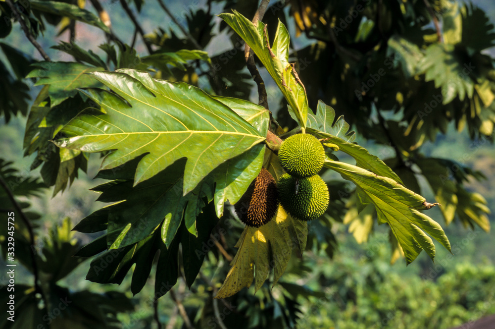 Arbre à pain, Artocarpus altilis Stock Photo | Adobe Stock