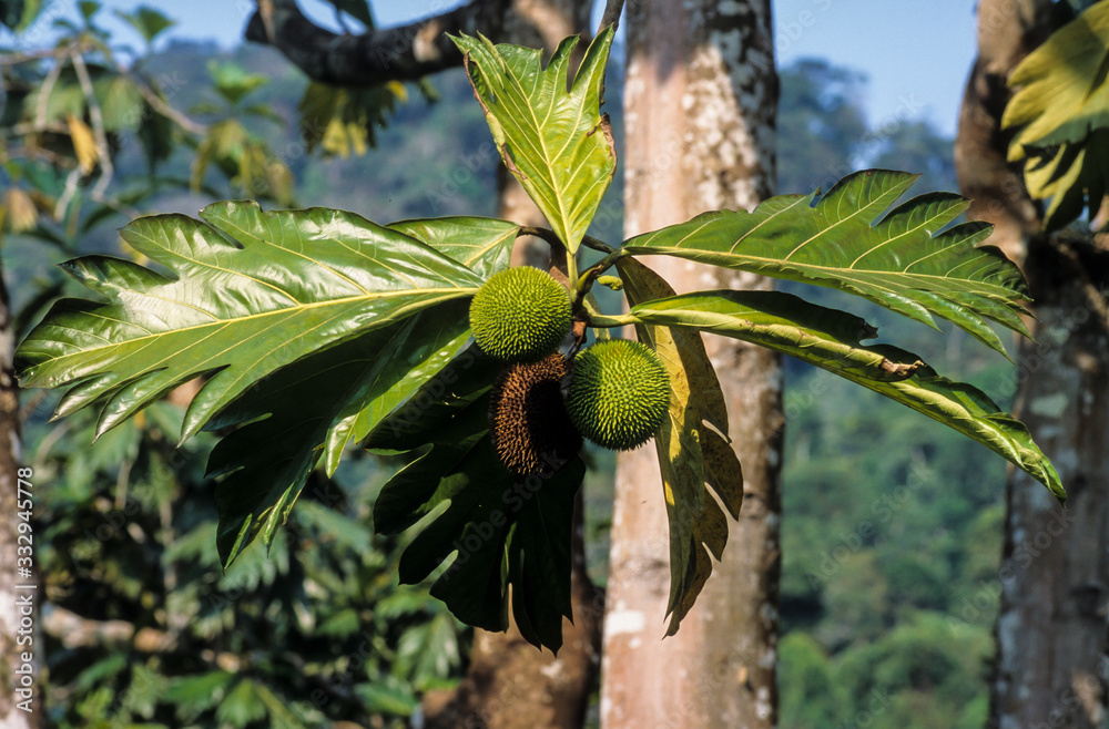 Arbre à pain, Artocarpus altilis Stock Photo | Adobe Stock