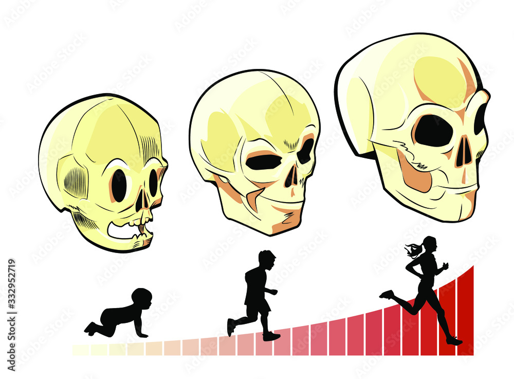 Infographic showing three human skulls of different ages on white ...