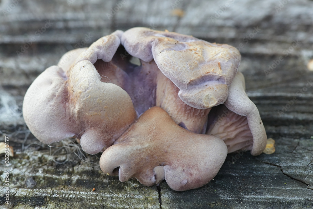 Foto de Panus conchatus, known as the lilac oysterling, wild mushroom ...
