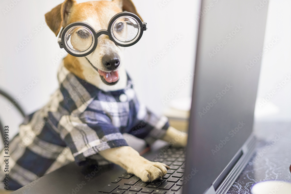 Happy smiling dog is working on project online. Using computer laptop ...