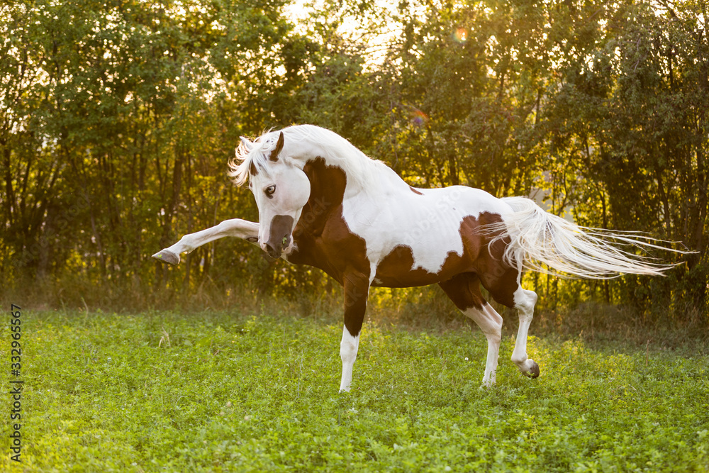 Beautiful Paint Horses