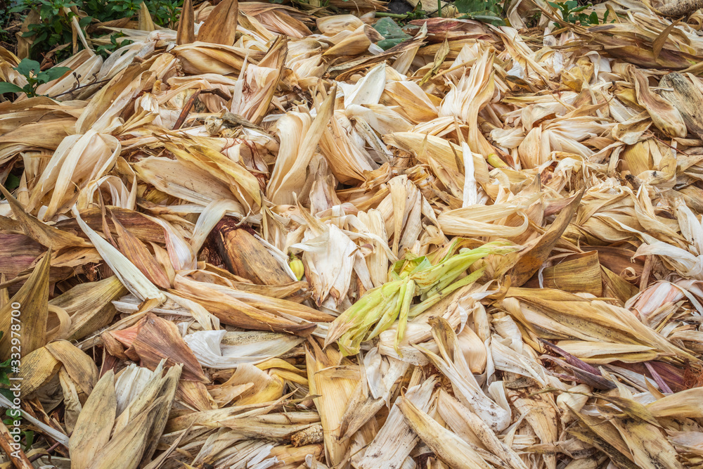 Peeled leaves of Maize (Zea mays) plants harvested and being stored ...