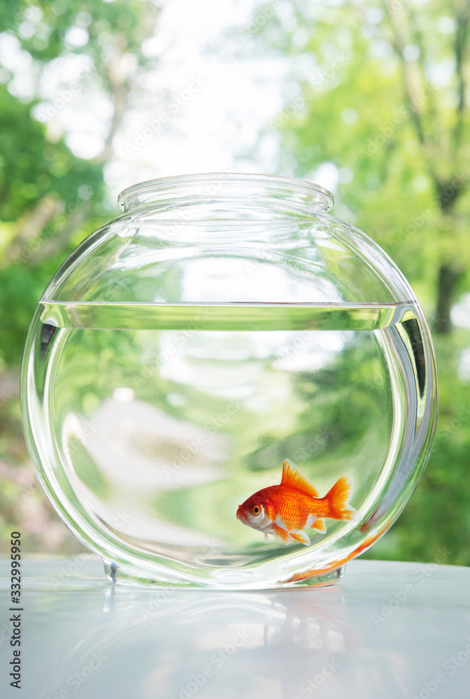 Goldfish in bowl Stock Photo | Adobe Stock