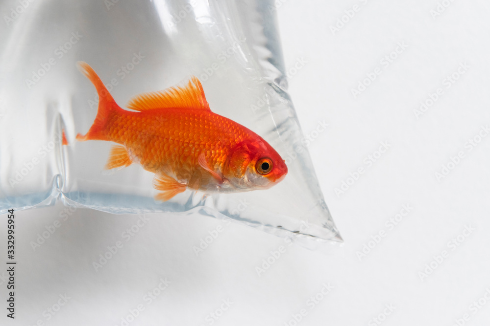 Goldfish in plastic bag Stock Photo | Adobe Stock