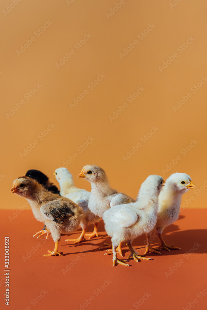 Baby Chicks On Colorful Background Stock Photo | Adobe Stock
