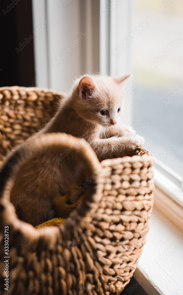 Cute beige kitten climbing out of a wicker basket. Stock Photo | Adobe ...