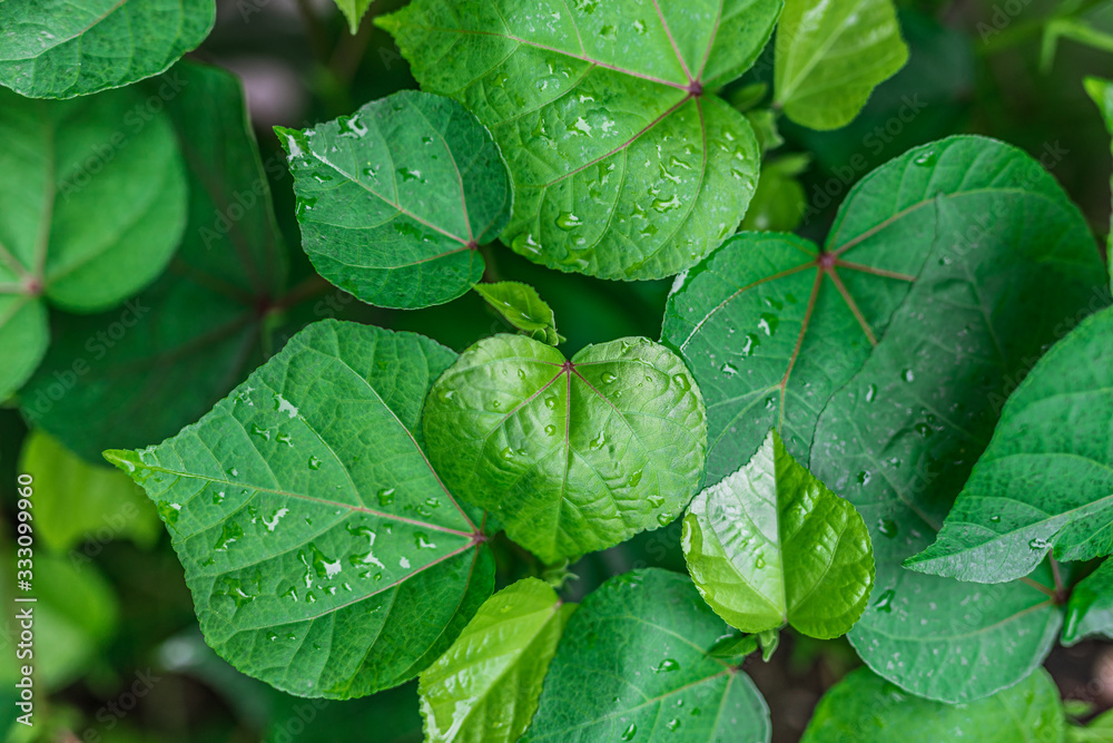 Big green leaf. From above shot of texture big green leaves of ...