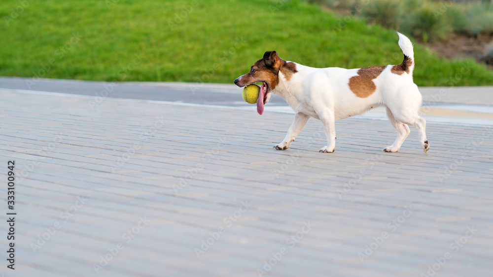 Jack Russell Terriers playing with a ball. Having fun playing in ...