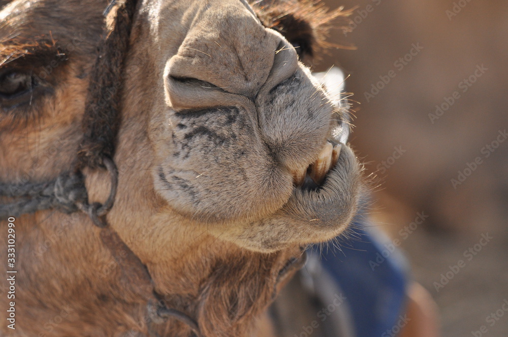 Camel, dromedary in a halter. A persistent pack animal called a desert ...