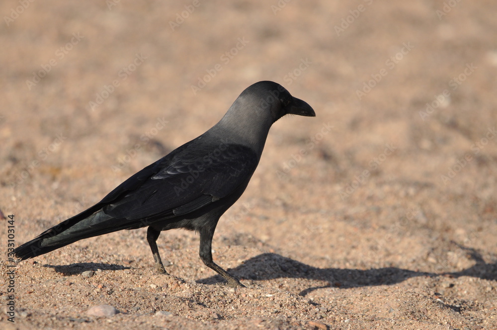 House crow on the beach of the Red Sea in Eilat. Birds looking for food ...