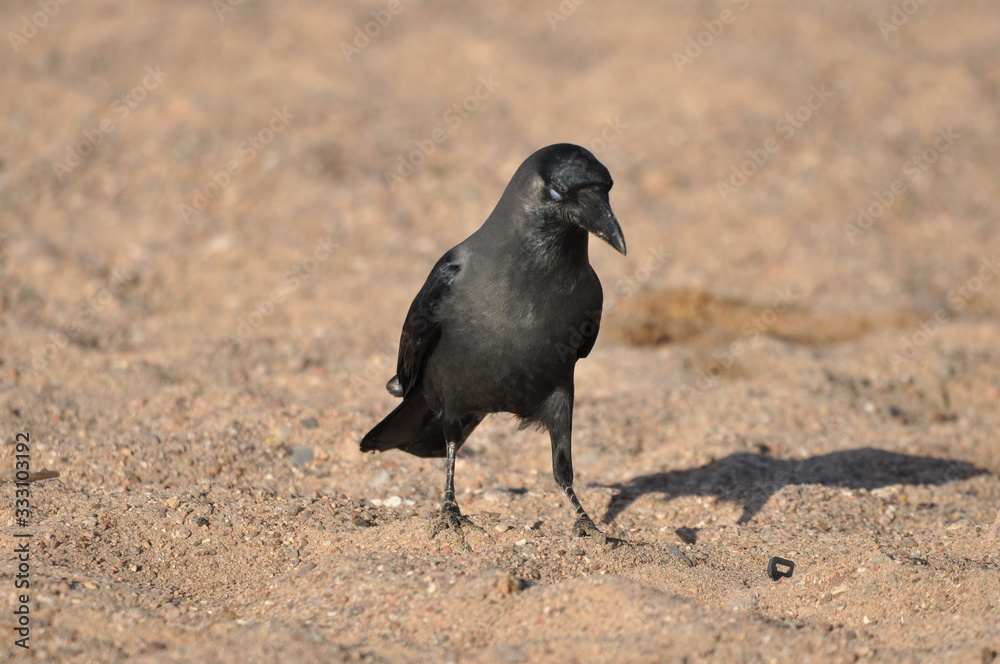 House crow on the beach of the Red Sea in Eilat. Birds looking for food ...