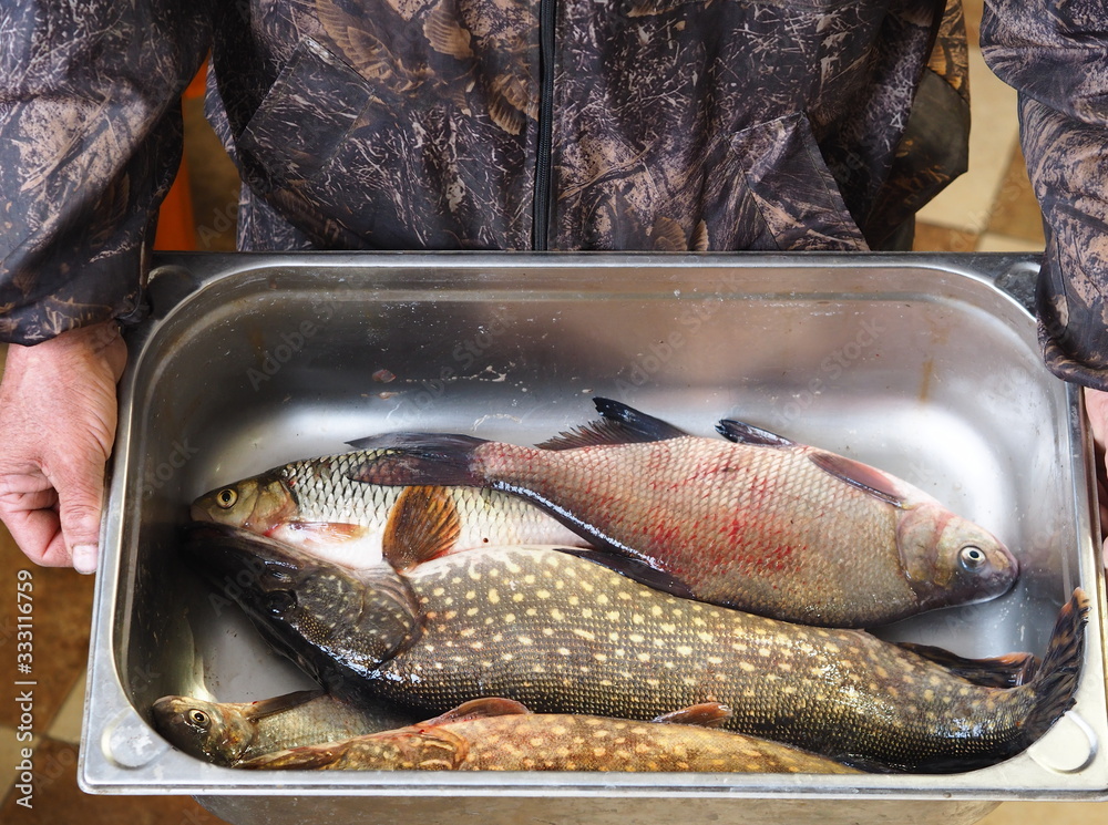 For fishermen.Fresh caught river fish in a metal container, caught on ...