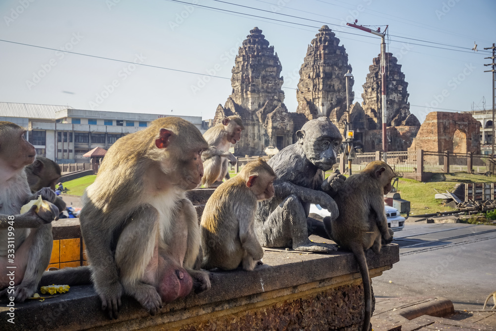 Street monkeys in the city of Lopburi in Thailand Stock Photo | Adobe Stock