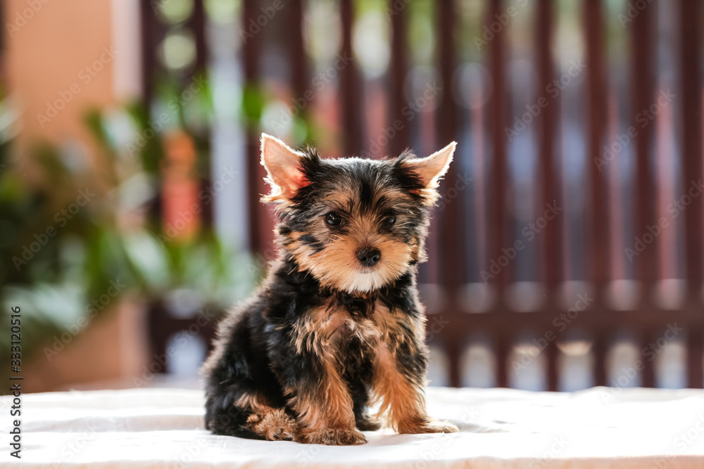 yorkshire terrier felling happy , Cute puppy yorkie stand on the wood ...