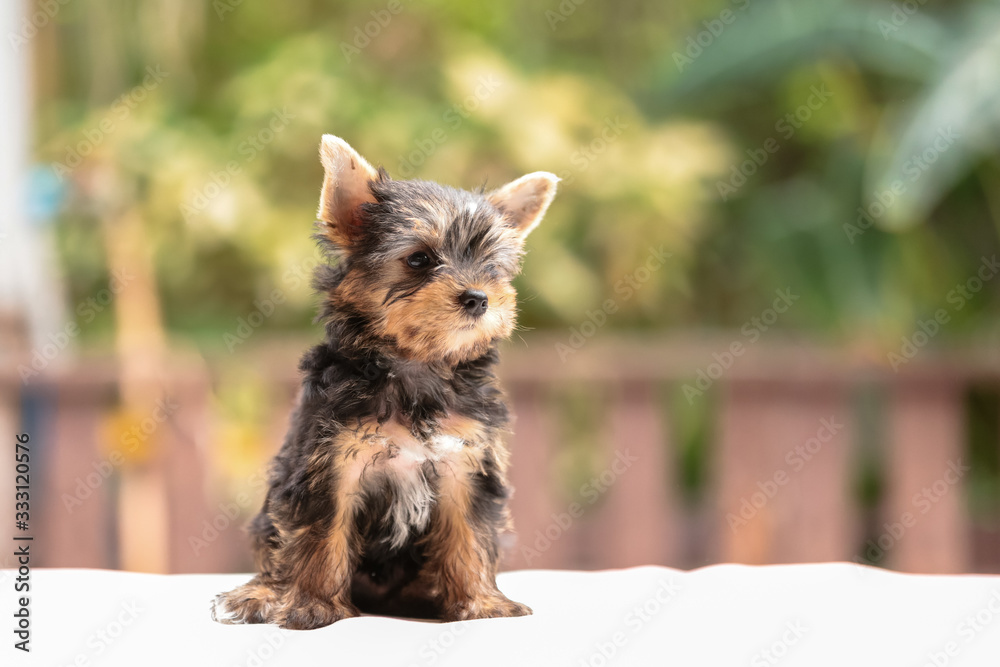 yorkshire terrier felling happy , Cute puppy yorkie stand on the wood ...