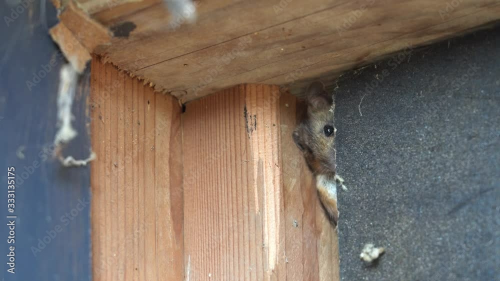 an beautiful brown mouse in a corner of a small house Stock Video ...