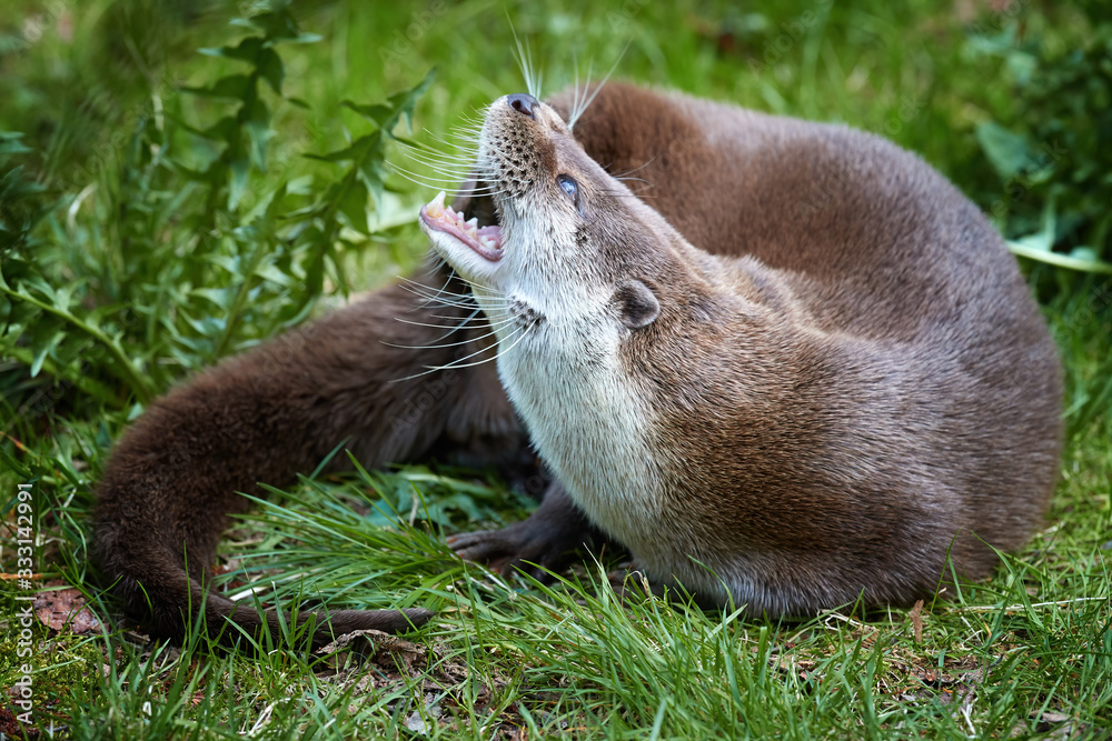 Portrait of European Otter, Lutra lutra with opened mouth and raised ...
