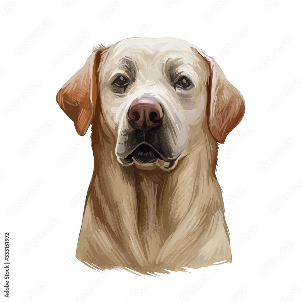 Golden labrador retriever portrait of purebred digital art illustration ...