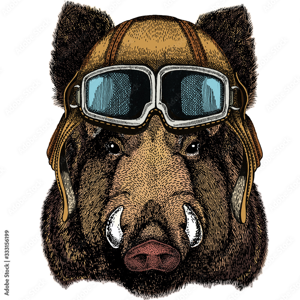 Portrait of wild hog, boar, pig. Face of brave animal. Vintage aviator ...