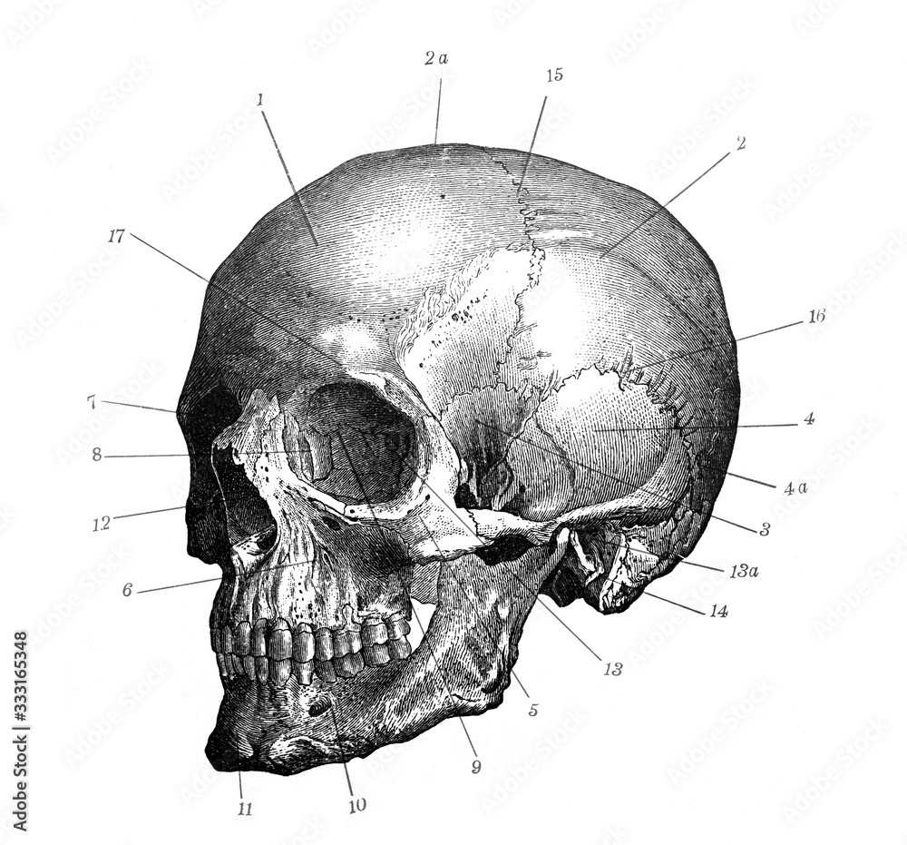 Human skull anatomy (cranium) / Old Antique illustration from Brockhaus ...