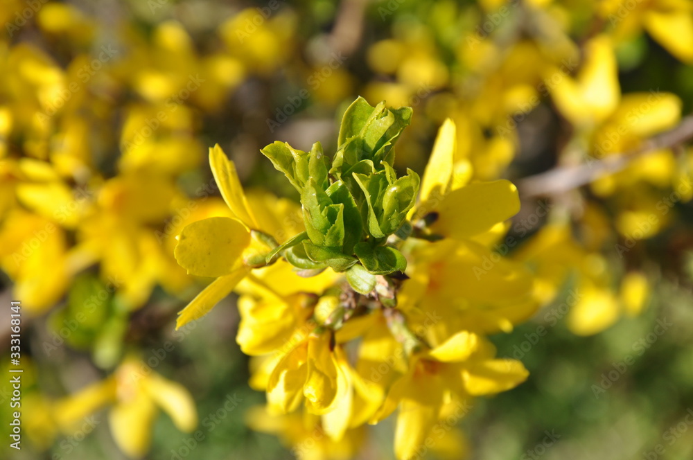 Pflanzen Stock Photo | Adobe Stock