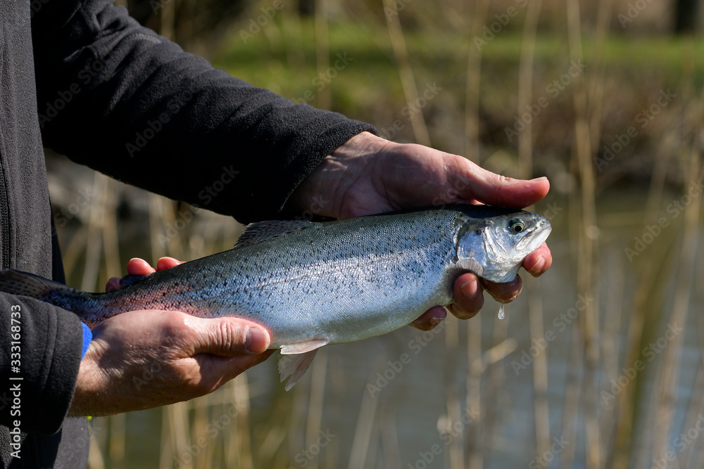 Ein Angler hält eine gefangene Forelle in den Händen. Stock Photo ...